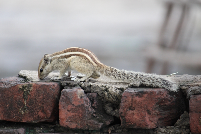 Canon EOS 1500D Review: The Perfect Beginner's DSLR? | Beebom