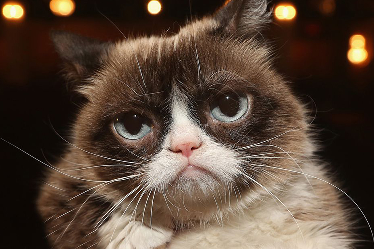 Internet Sensation "Grumpy Cat" Passes Away