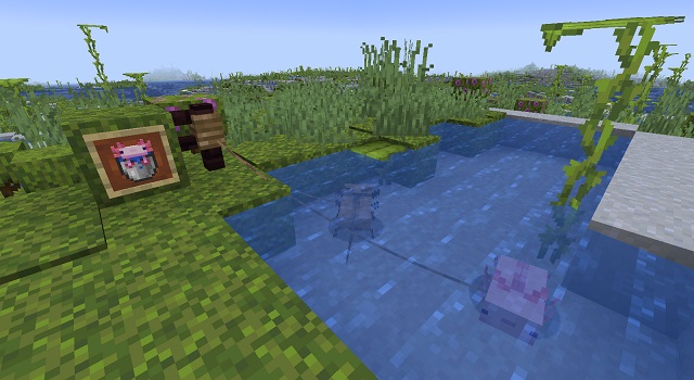How to Breed and Tame Axolotls in Minecraft (2022 Guide) | Beebom