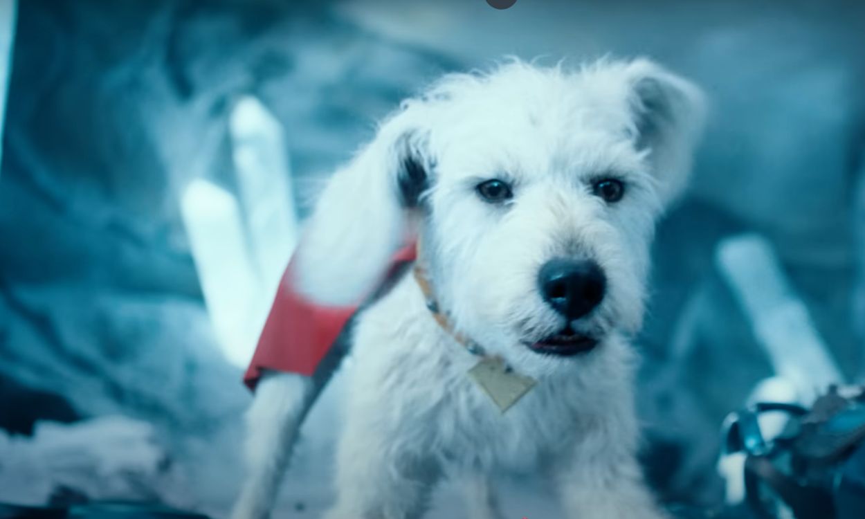 Who Is Krypto in Superman (2025): Breed, Powers and Abilties | Beebom