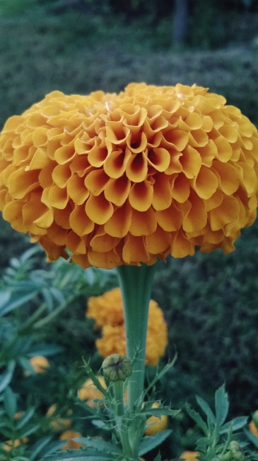 For Its 50th Anniversary, I Want Microsoft to Bring Back Windows Phones ...