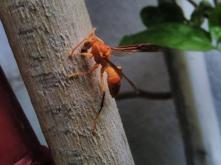 For Its 50th Anniversary, I Want Microsoft to Bring Back Windows Phones ...