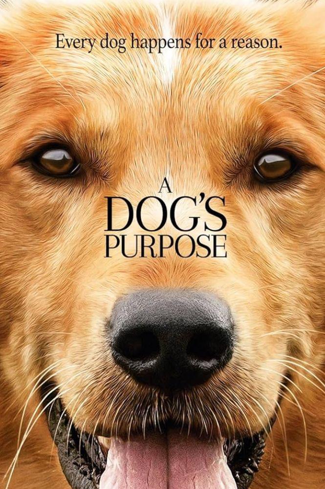10 Best Dog Movies That Will Surely Make You Cry (#1 Has 98% Rotten ...