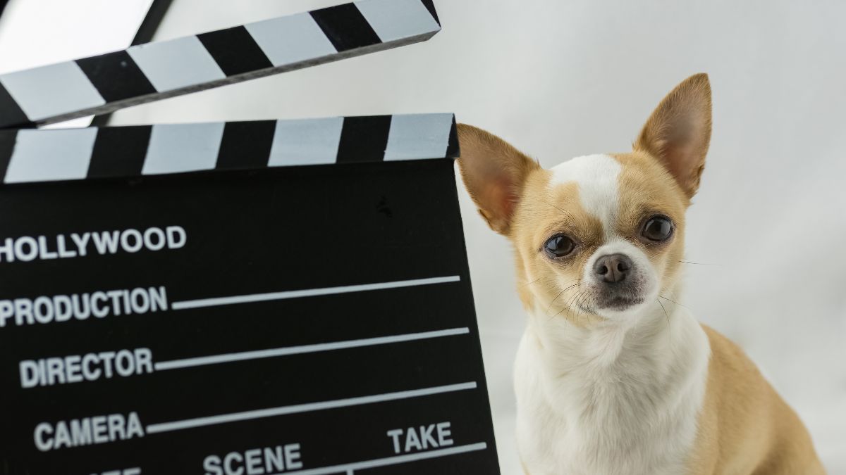 10 Best Dog Movies That Will Surely Make You Cry (#1 Has 98% Rotten ...